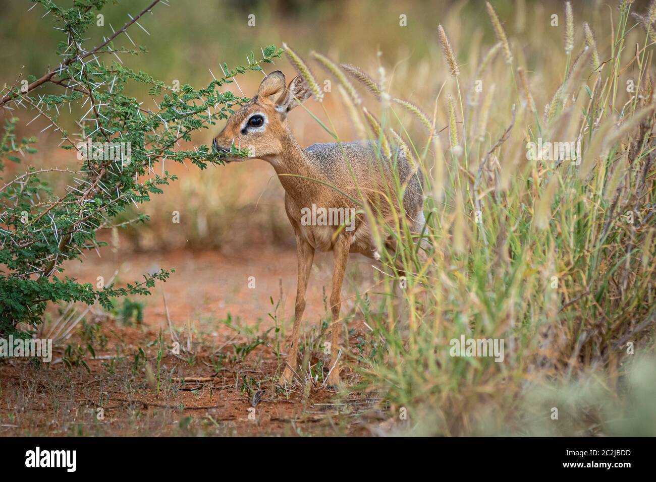 Kirk's dik-dik (Madoqua kirkii) in Namibia Stock Photo - Alamy