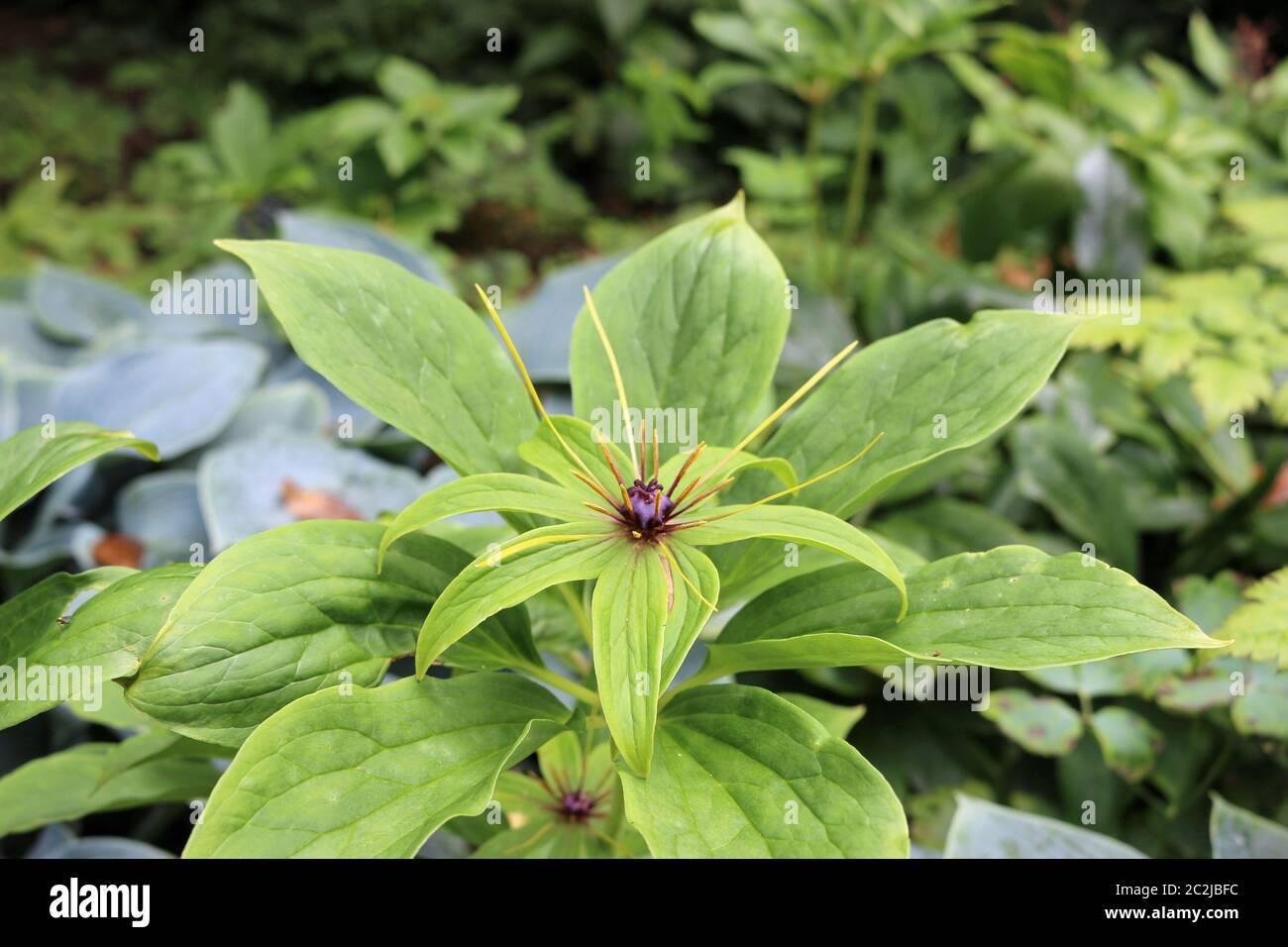 Multi leaf Paris (Paris polyphylla) plant in flower with a background ...