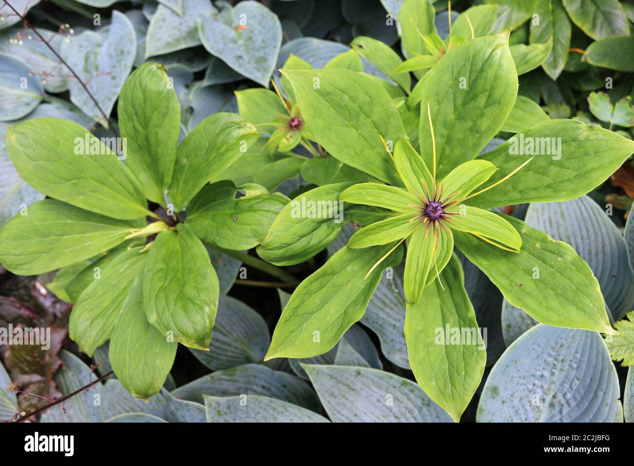 Multi leaf Paris (Paris polyphylla) plants in flower with a background ...
