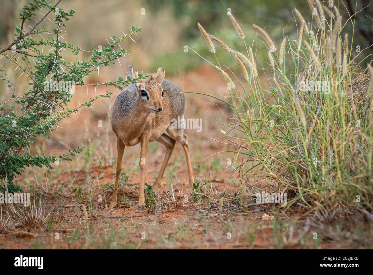 Kirk's dik-dik (Madoqua kirkii) in Namibia Stock Photo - Alamy
