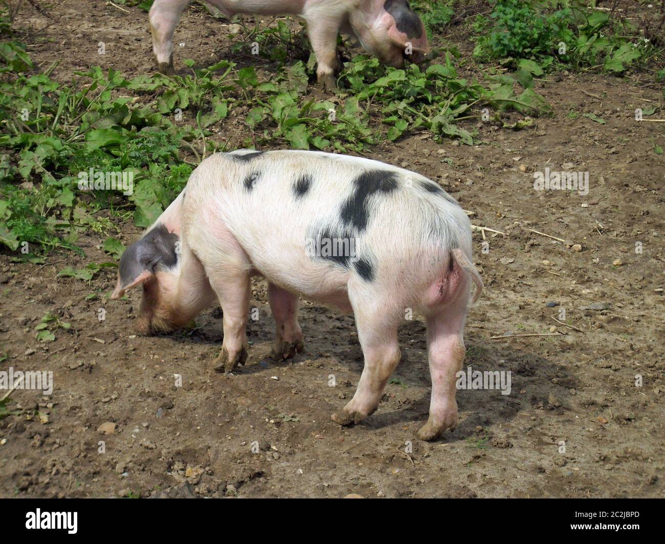 Pig rooting hi-res stock photography and images - Alamy