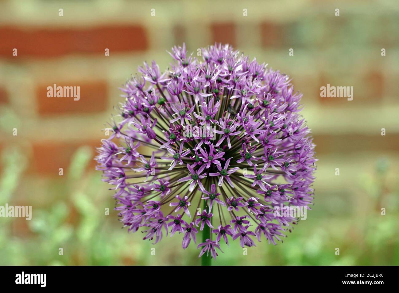 Purple Allium flower. Background is a blurred brick wall Stock Photo ...