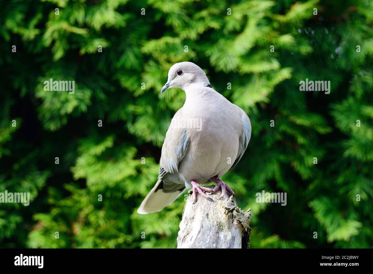 Eurasian collared dove Stock Photo - Alamy