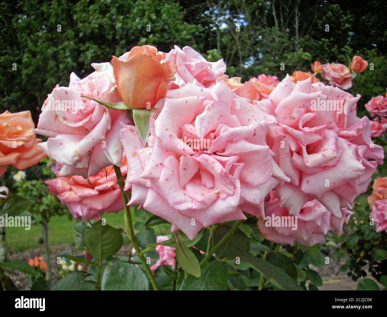 Pink and pale orange standard rose flowers with spotted petals ...