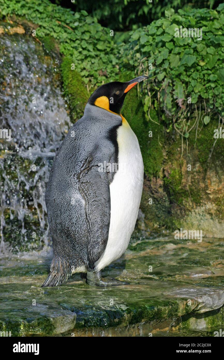 Captive king penguin (Aptenodytes patagonicus) standing in shallow ...