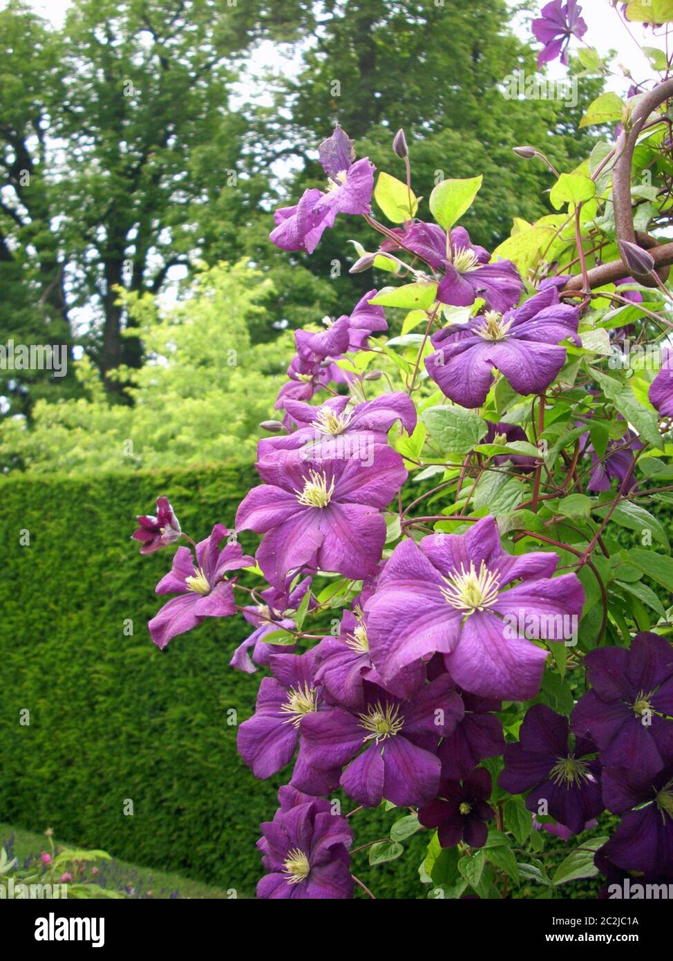 Purple Clematis flowers, fully open, with a background of Clematis ...