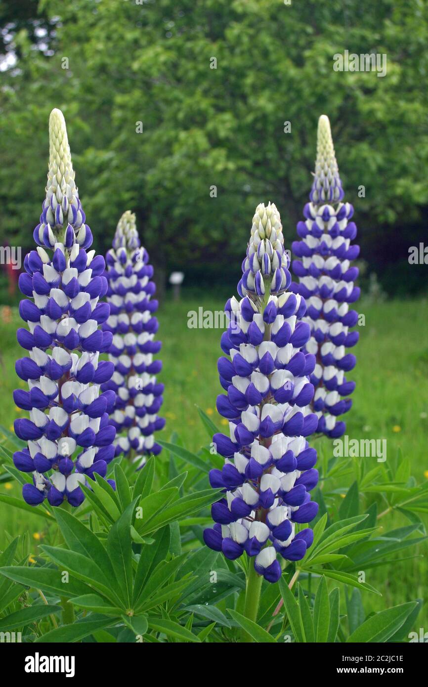 Spikes of purple and white lupin flowers in a garden with background of ...