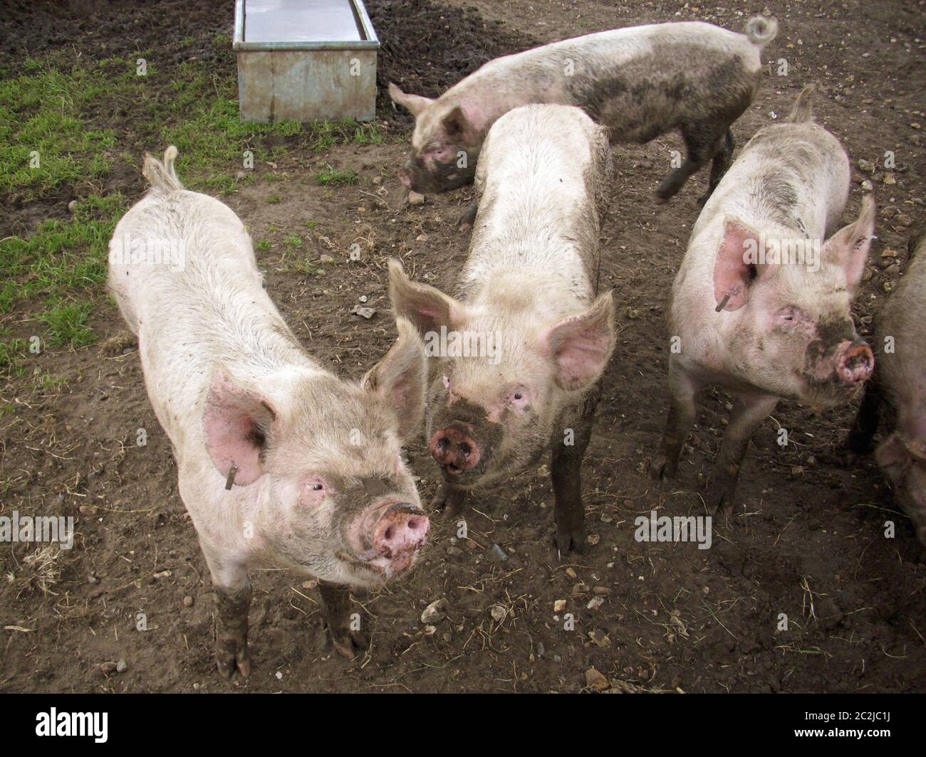 Four pink pigs in a muddy field with a water trough in the background ...