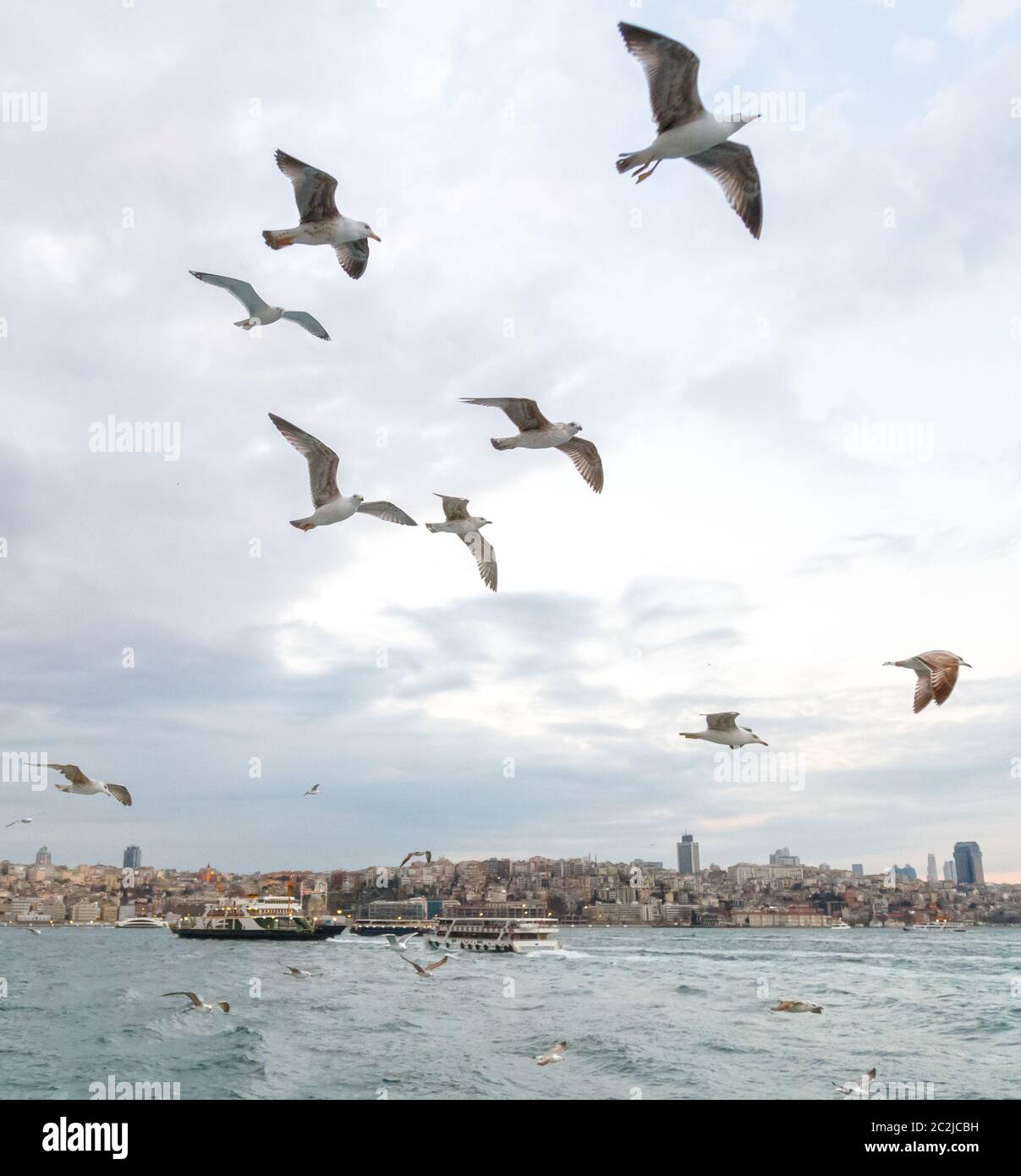 Seagulls Bosphorus, Istanbul, Turkey seagulls are the ballerinas of the ...