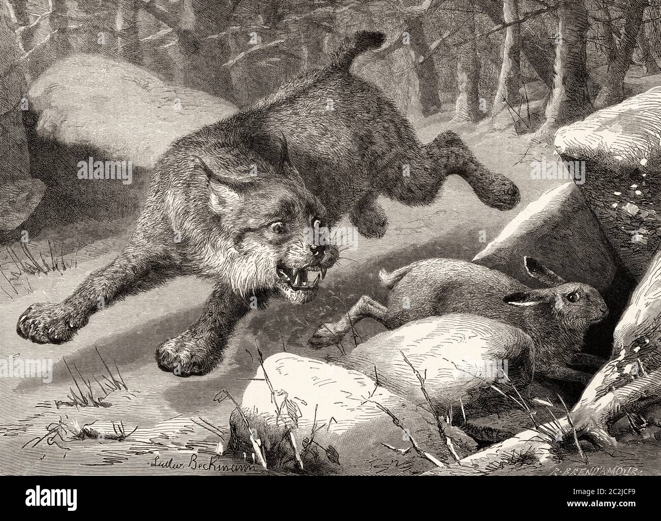 Illustration of lynx hi-res stock photography and images - Alamy