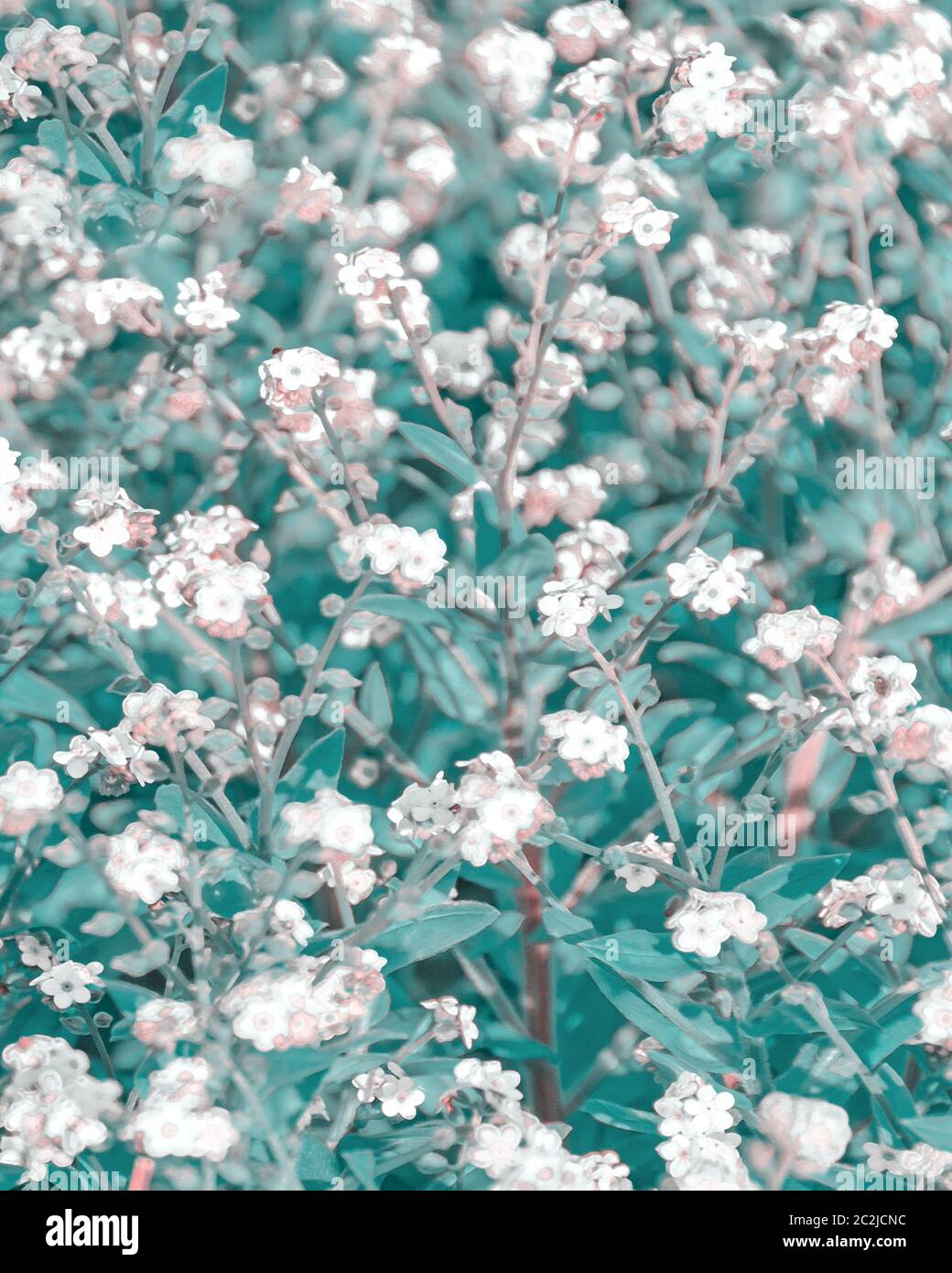 Small Violet Flowers Stock Photo - Alamy