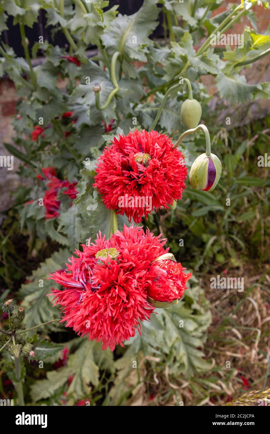 Large double, wide, deeply frilled flowers of the peony or pompom poppy ...