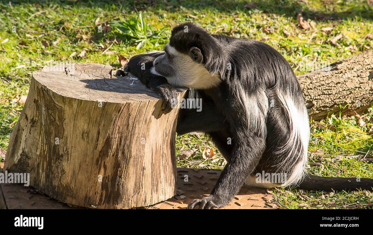 Colobus monkey resting on a tree trunk Stock Photo - Alamy