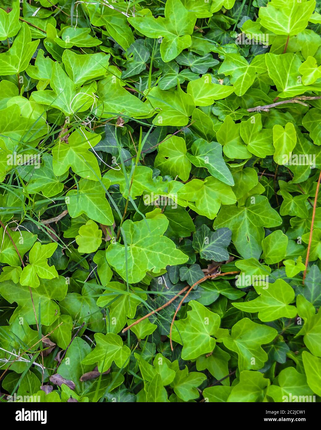 Green Plants Texture Background Stock Photo - Alamy