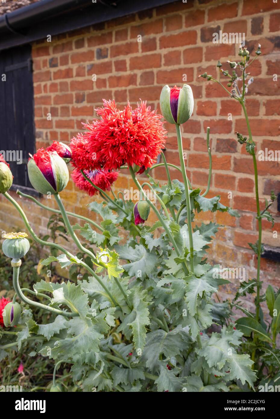 Large double, wide, deeply frilled flowers of the peony or pompom poppy ...