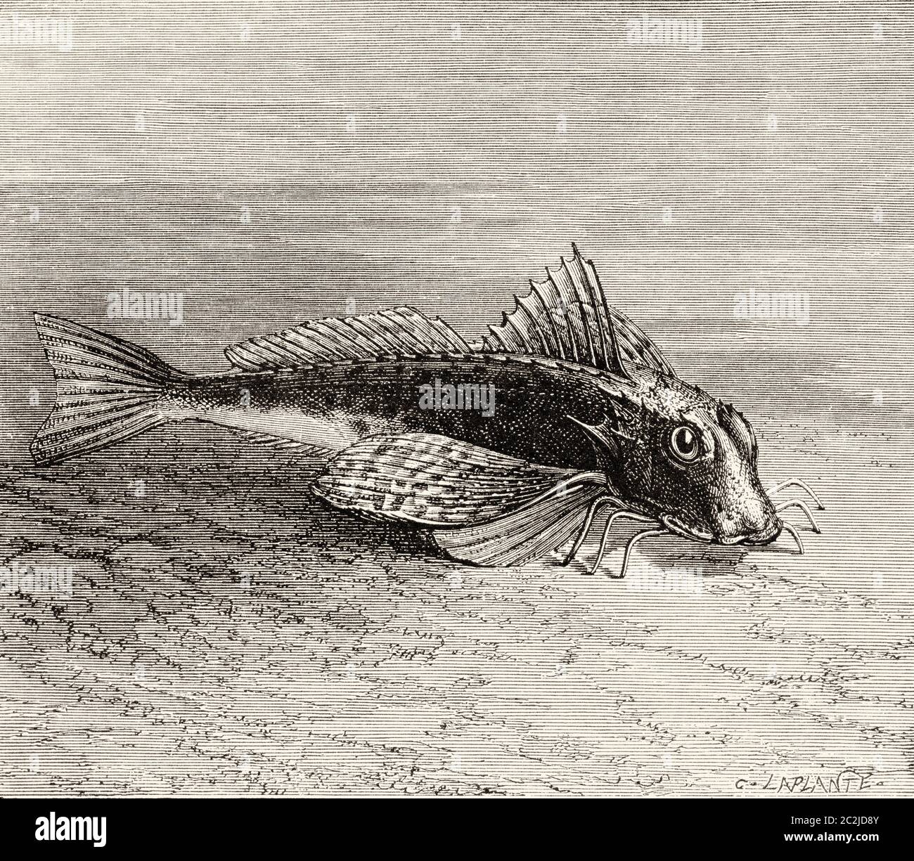 Eutrigla gurnardus. The grey gurnard, species of sea robin from the ...