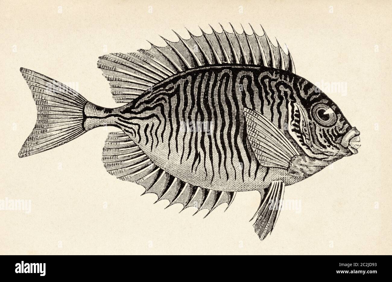 Siganus doliatus. Barred Rabbitfish, species of ray-finned fish in the ...