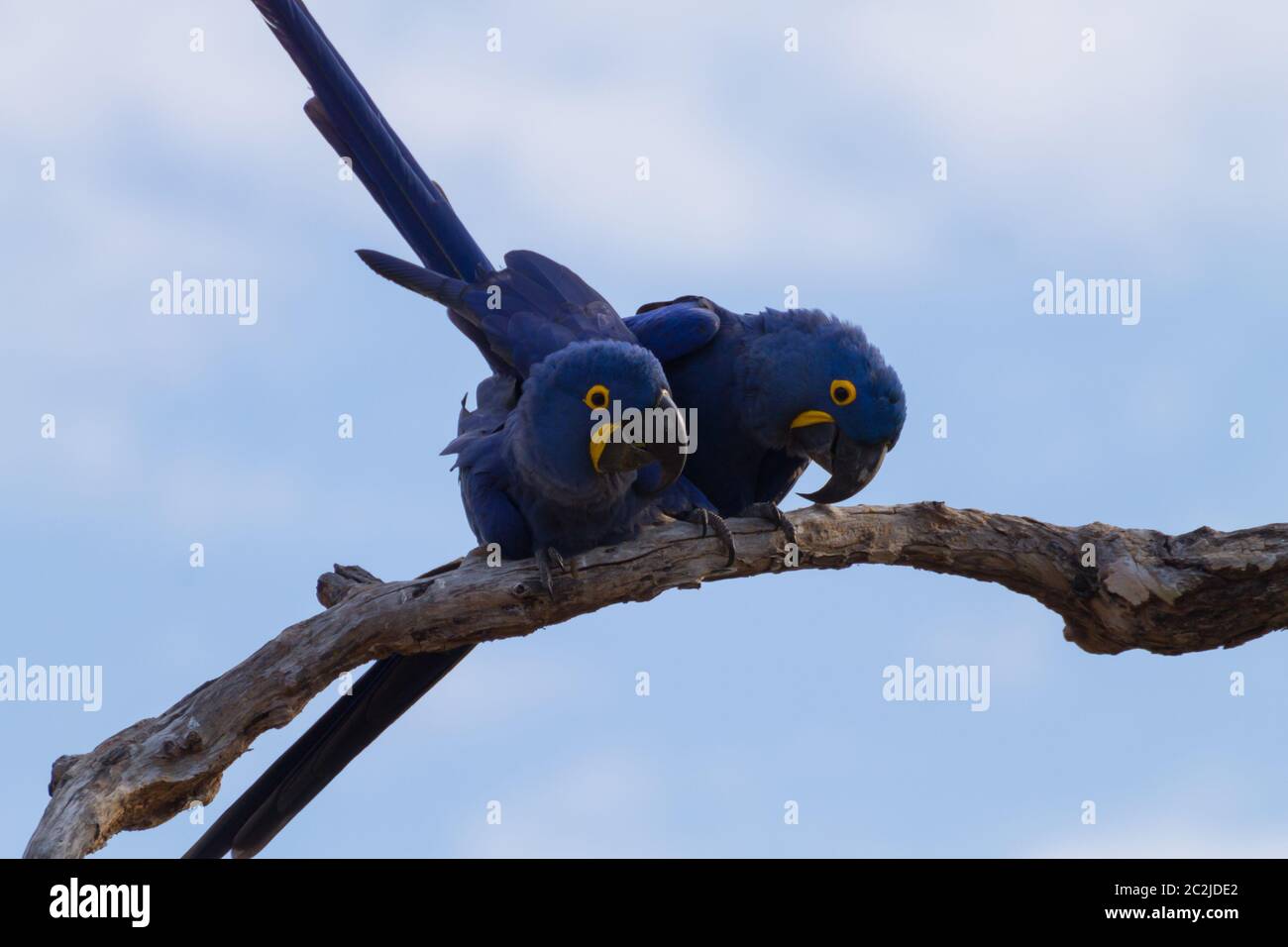 Couple of Hyacinth macaw from Pantanal, Brazil. Brazilian wildlife ...