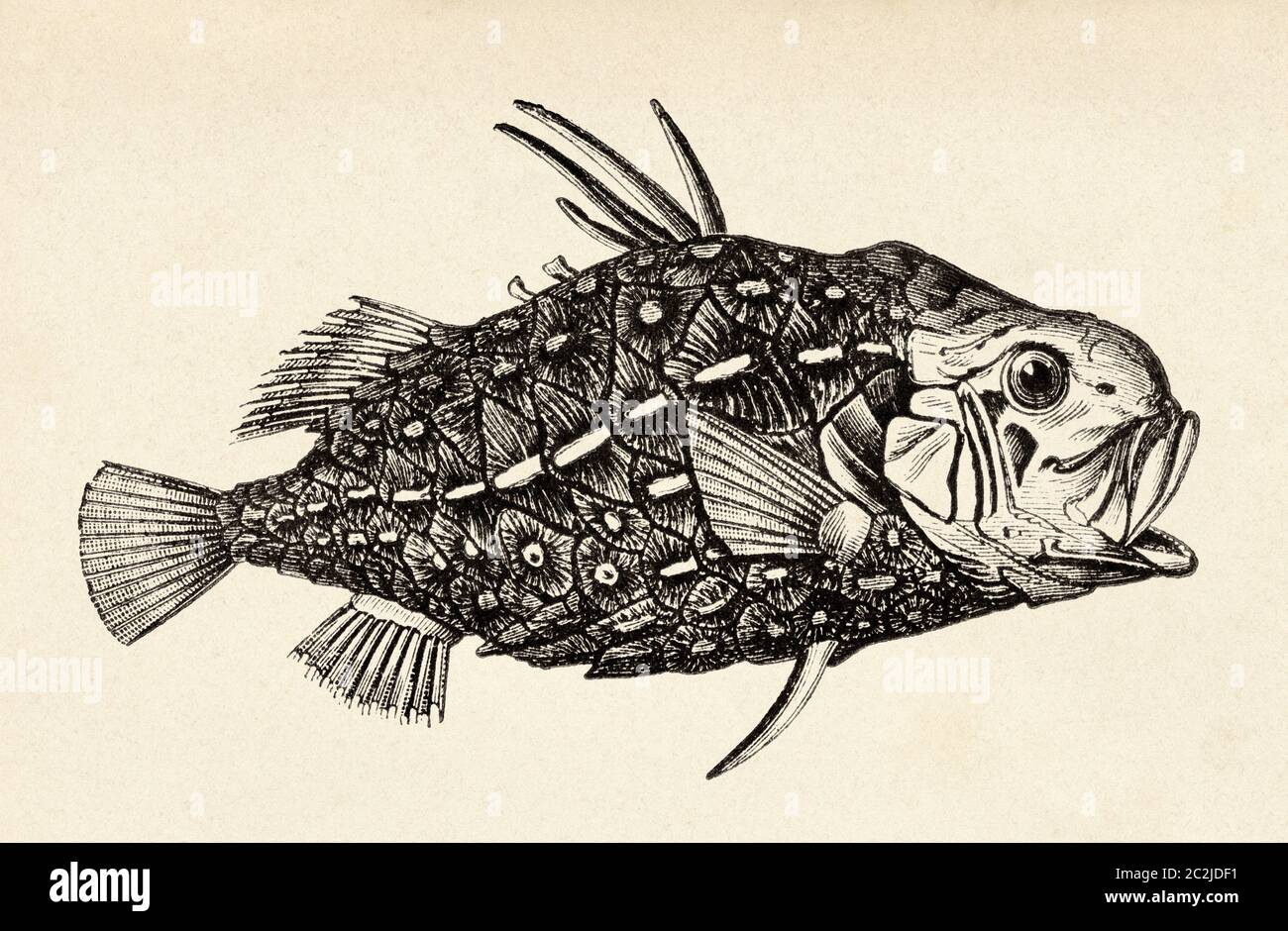 Monocentris japonica. Japanese pineapplefish is a pinecone fish of the ...