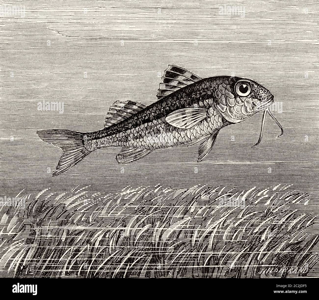 Mullet species hi-res stock photography and images - Alamy