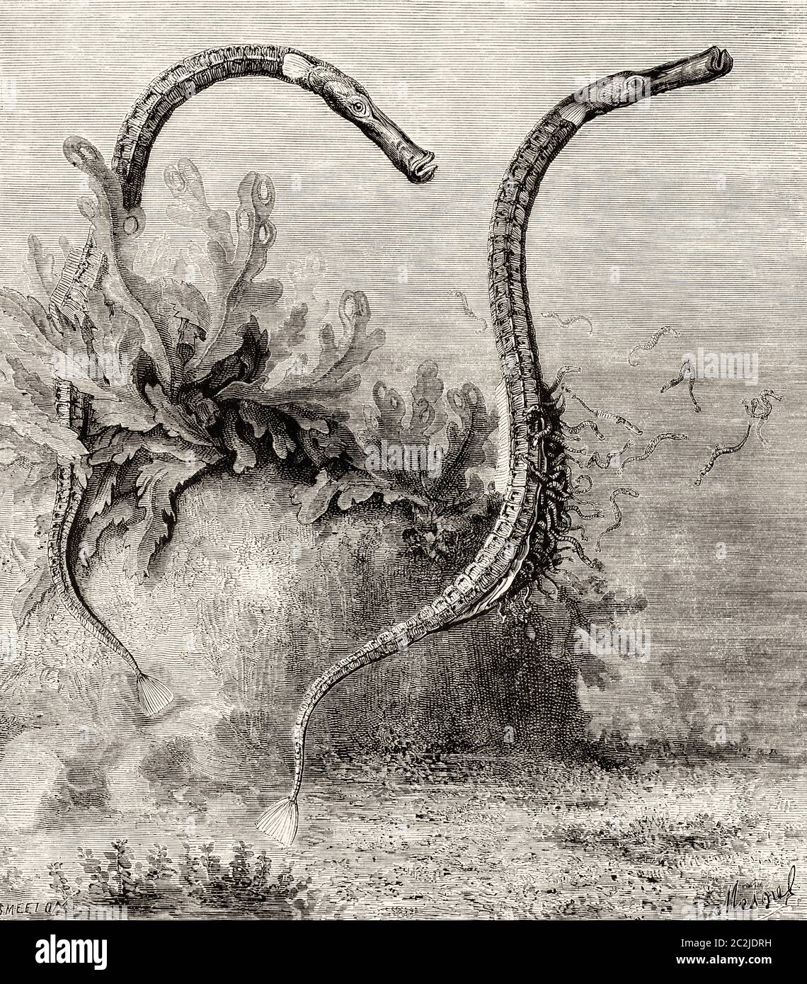 The greater pipefish (Syngnathus acus) is a pipefish of the family ...