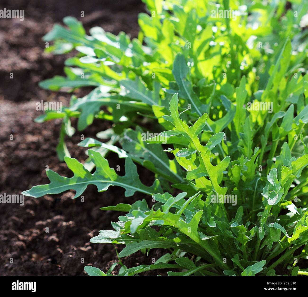 Arugula plant growing from soil in organic vegetable garden Stock Photo ...