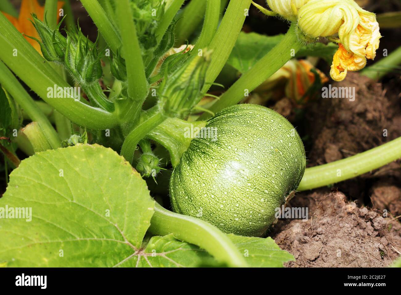 Round yellow zucchini with green leaves and yellow flowers growing in ...