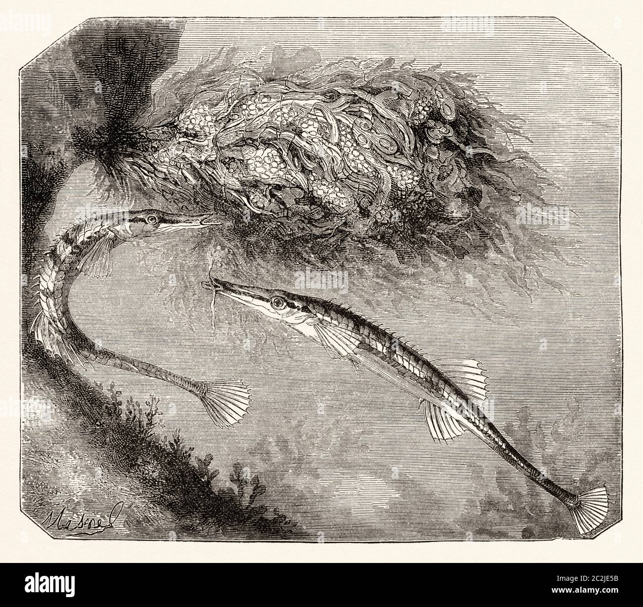 Fish garfish (Belone belone). Old 19th century engraved illustration ...