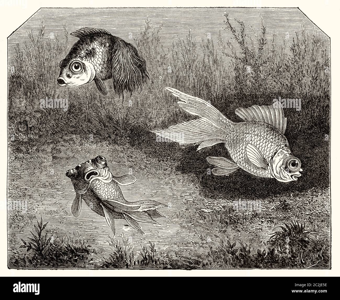 Carassius auratus. Chinese moor telescope goldfish. Old 19th century ...