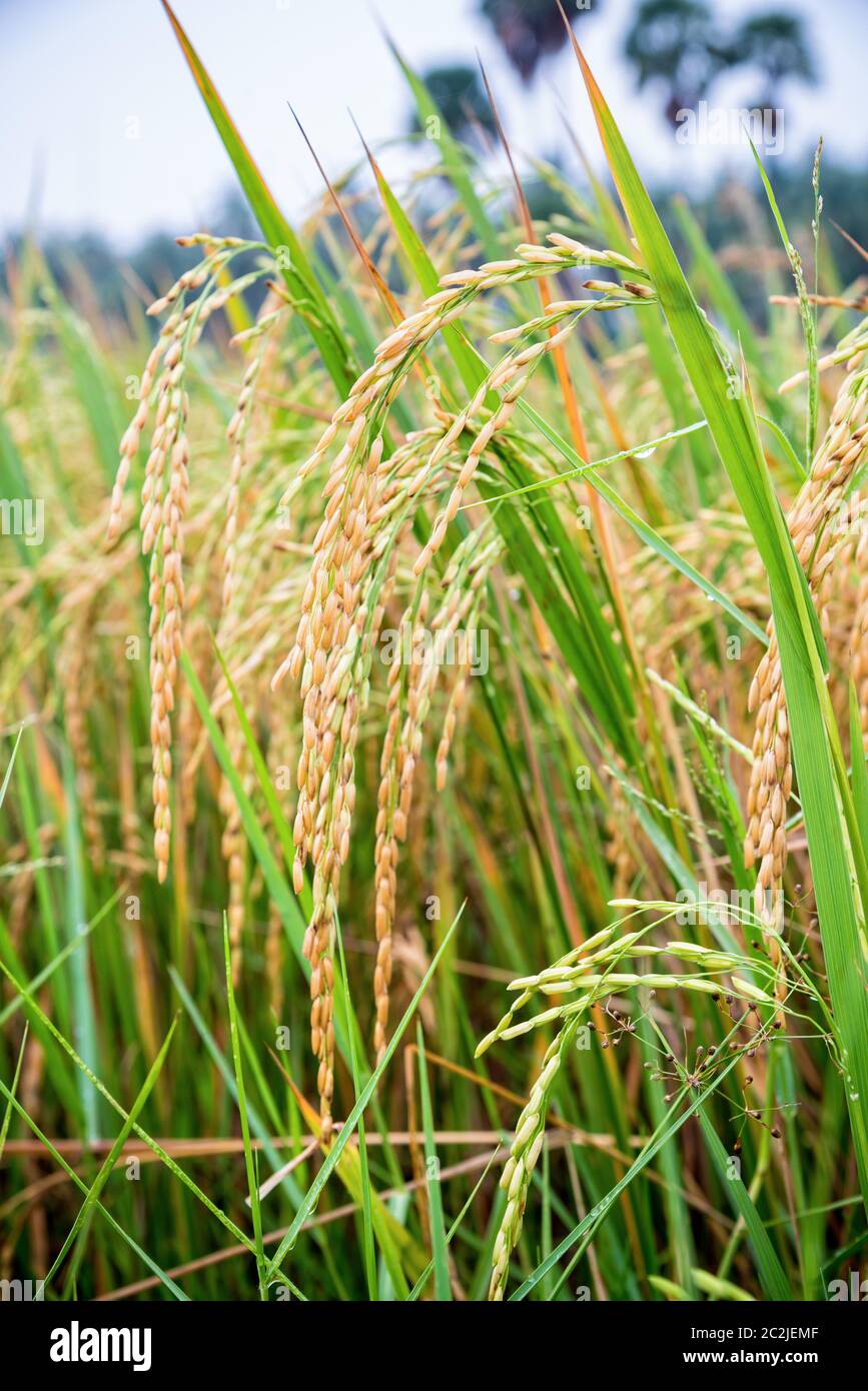 Rice Plant Harvest