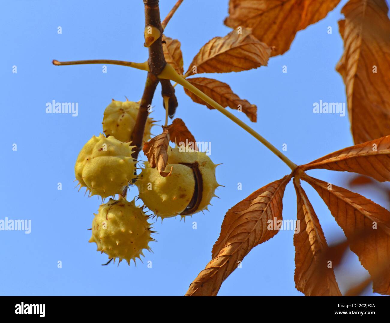 ripe capsule fruits on chestnut tree Stock Photo - Alamy