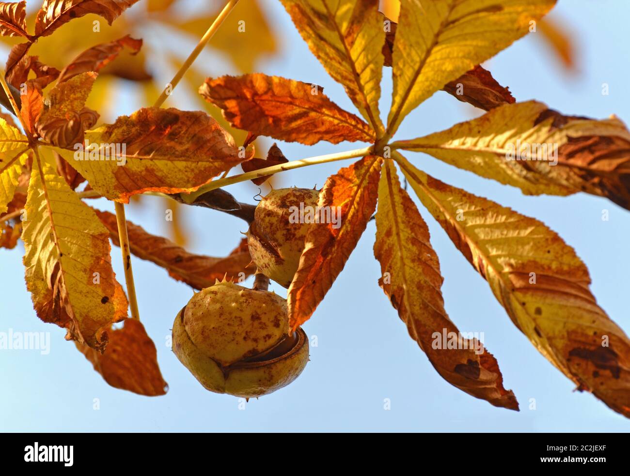 Tinker fruit hi-res stock photography and images - Alamy