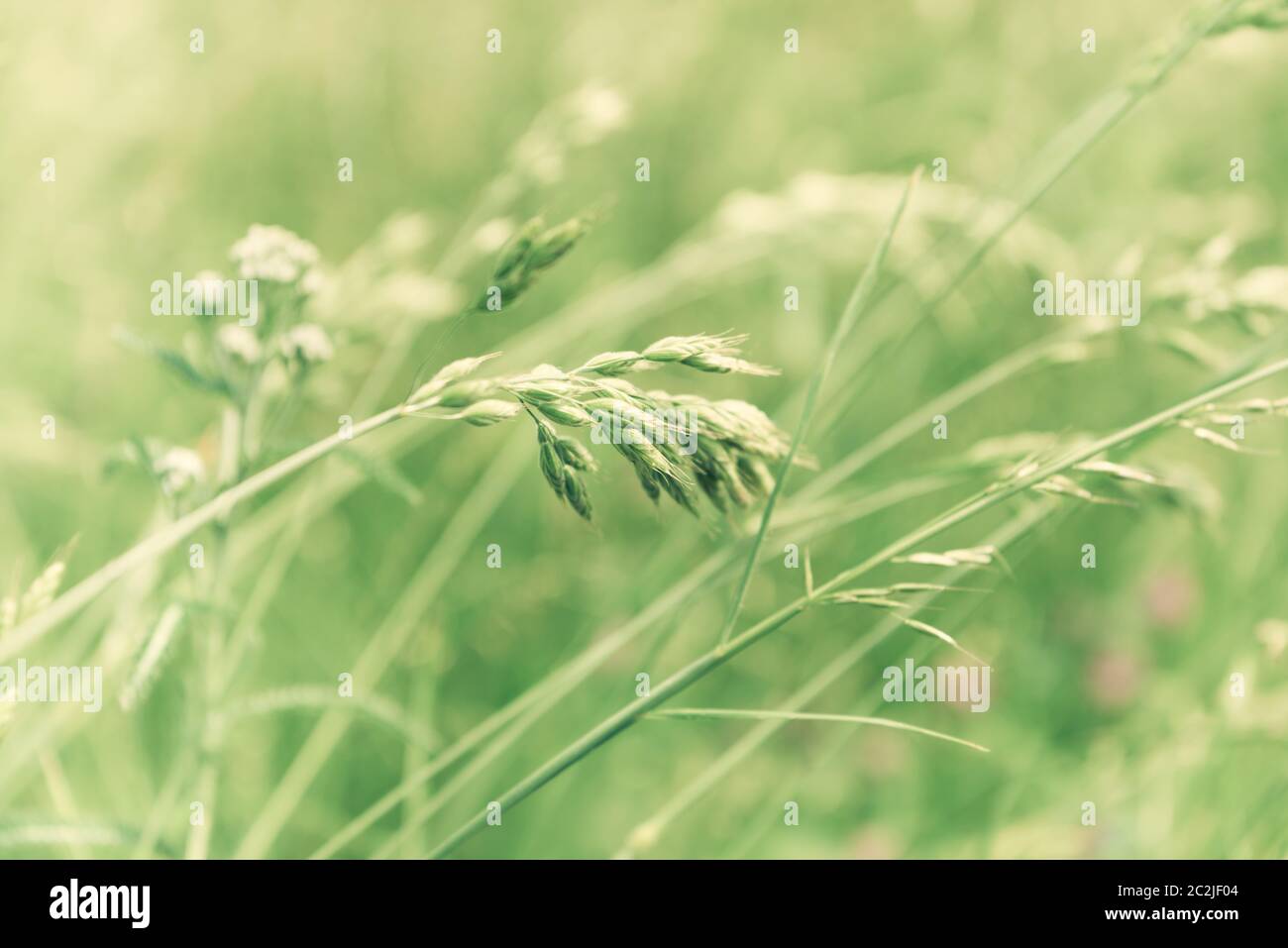 Nature background with wildgrass under sunlight. Selective and soft ...