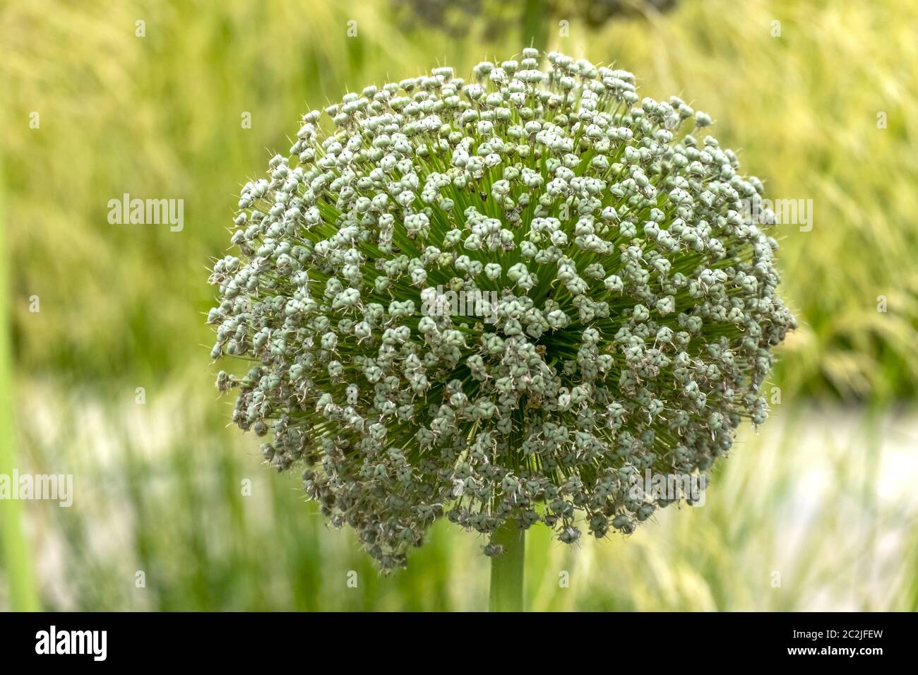 Allium sp hi-res stock photography and images - Alamy