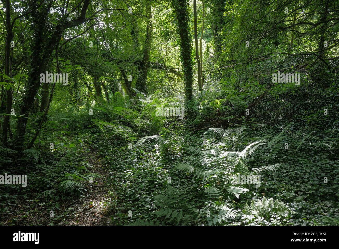 Path Trough The Woods High Resolution Stock Photography and Images - Alamy