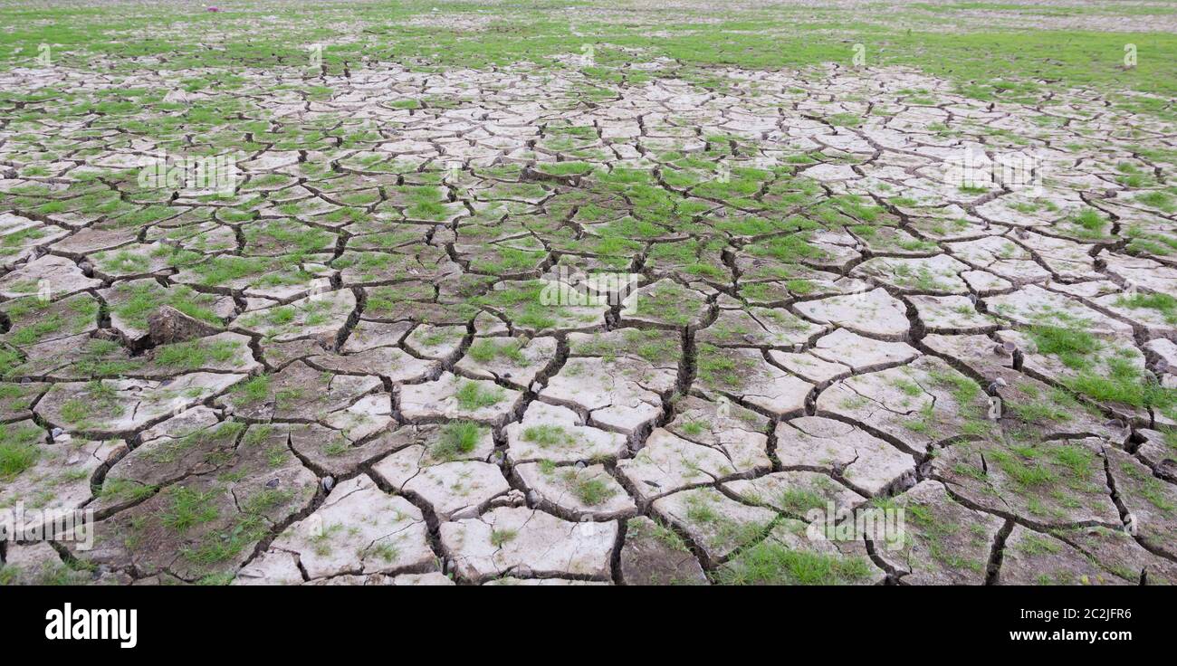 land with dry cracked mud ground texture with new plant Stock Photo - Alamy