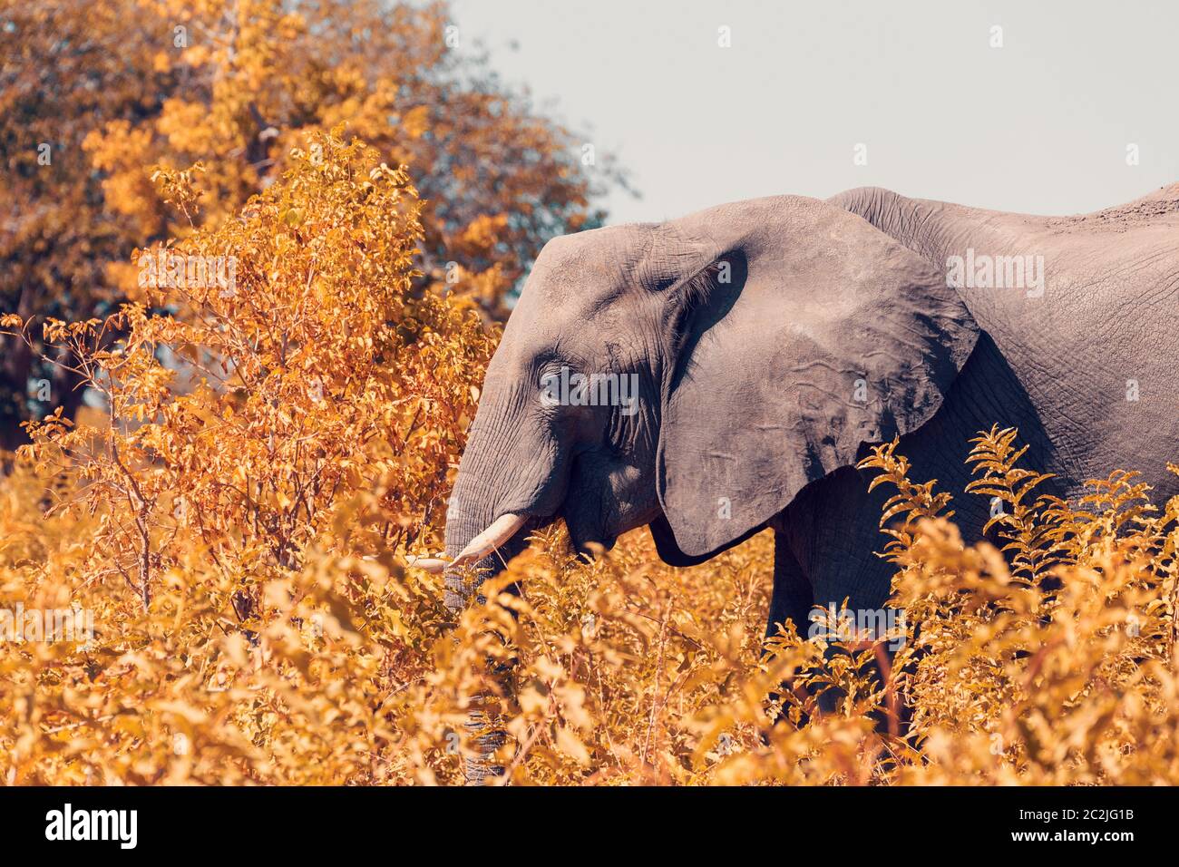Majestic African Elephant hidding in tree in Chobe National Park, green ...