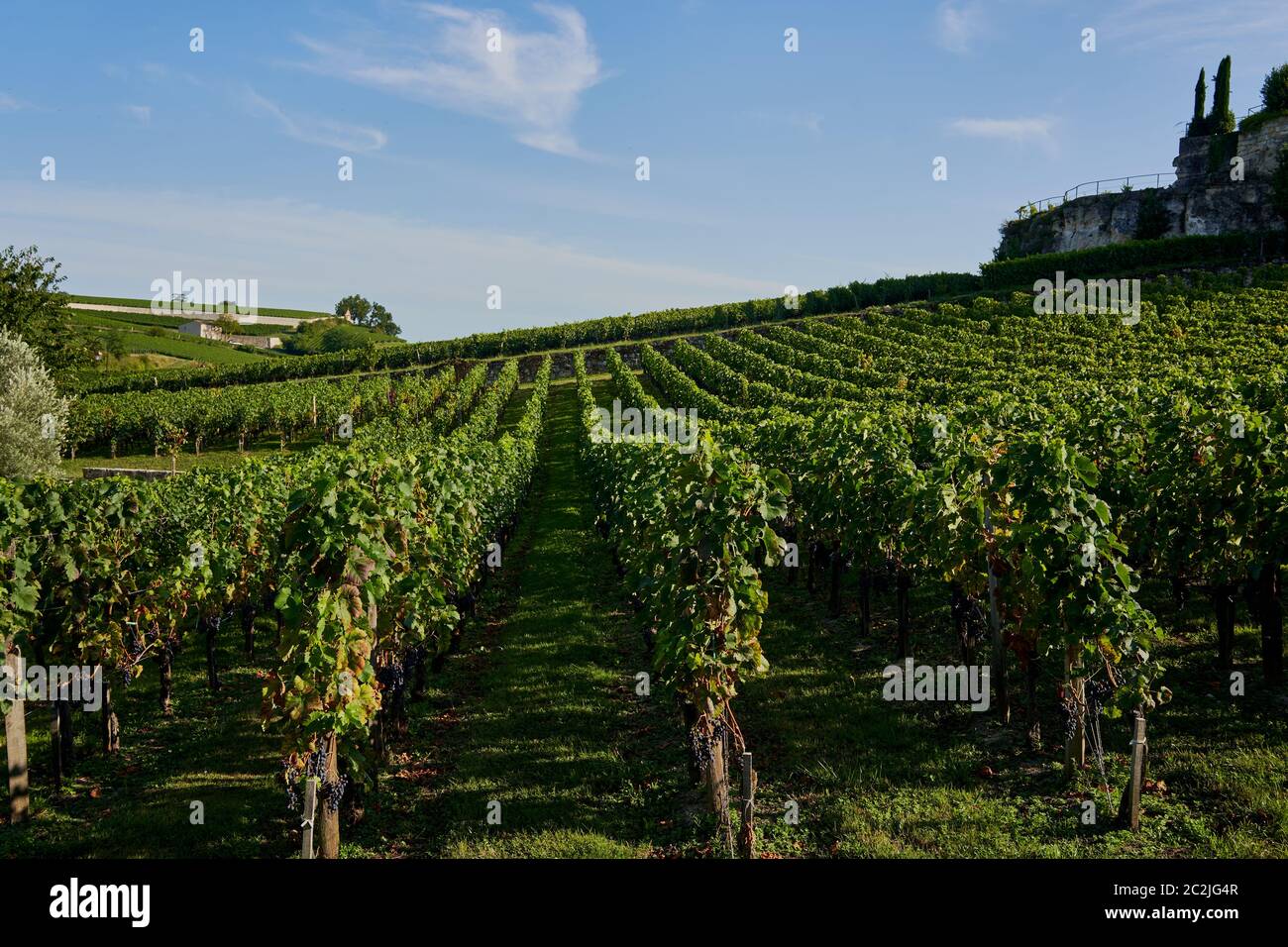 The vines in the vineyards at Saint-Emilion village itself Bordeaux ...