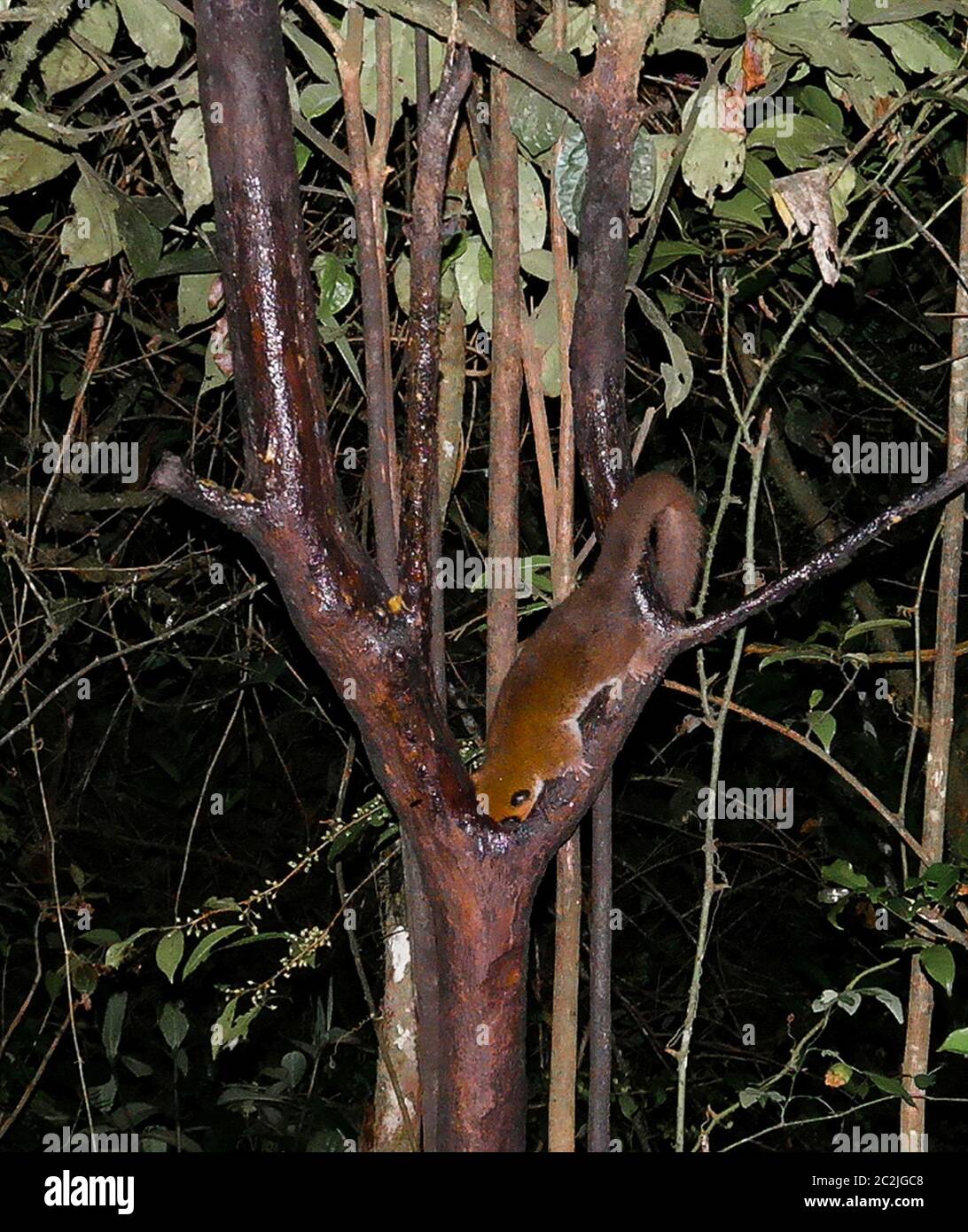 Night Portrait of the brown mouse lemur Microcebus rufus aka eastern ...