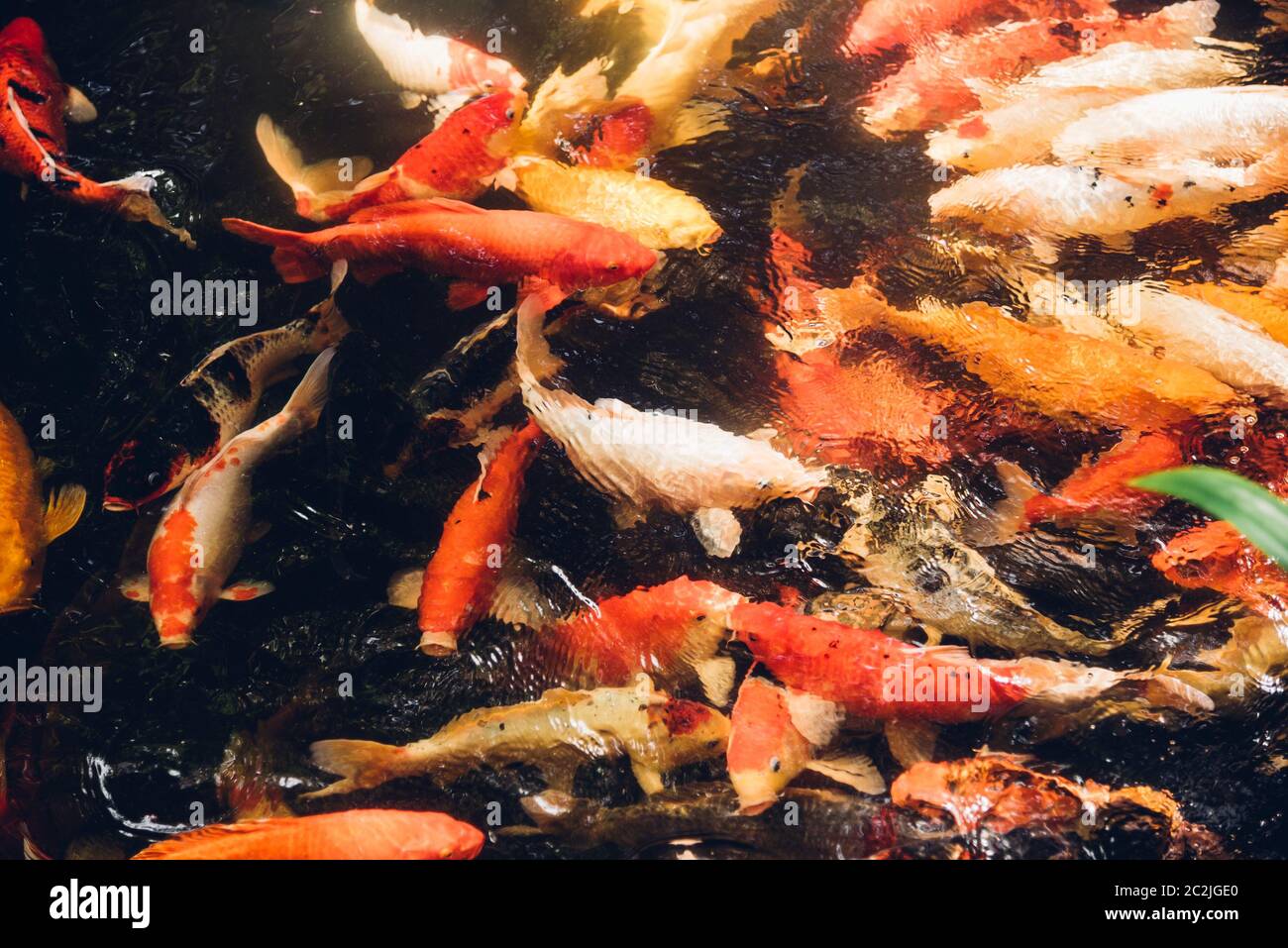 Many beauty carp fish colorful swimming on garden pond Stock Photo - Alamy