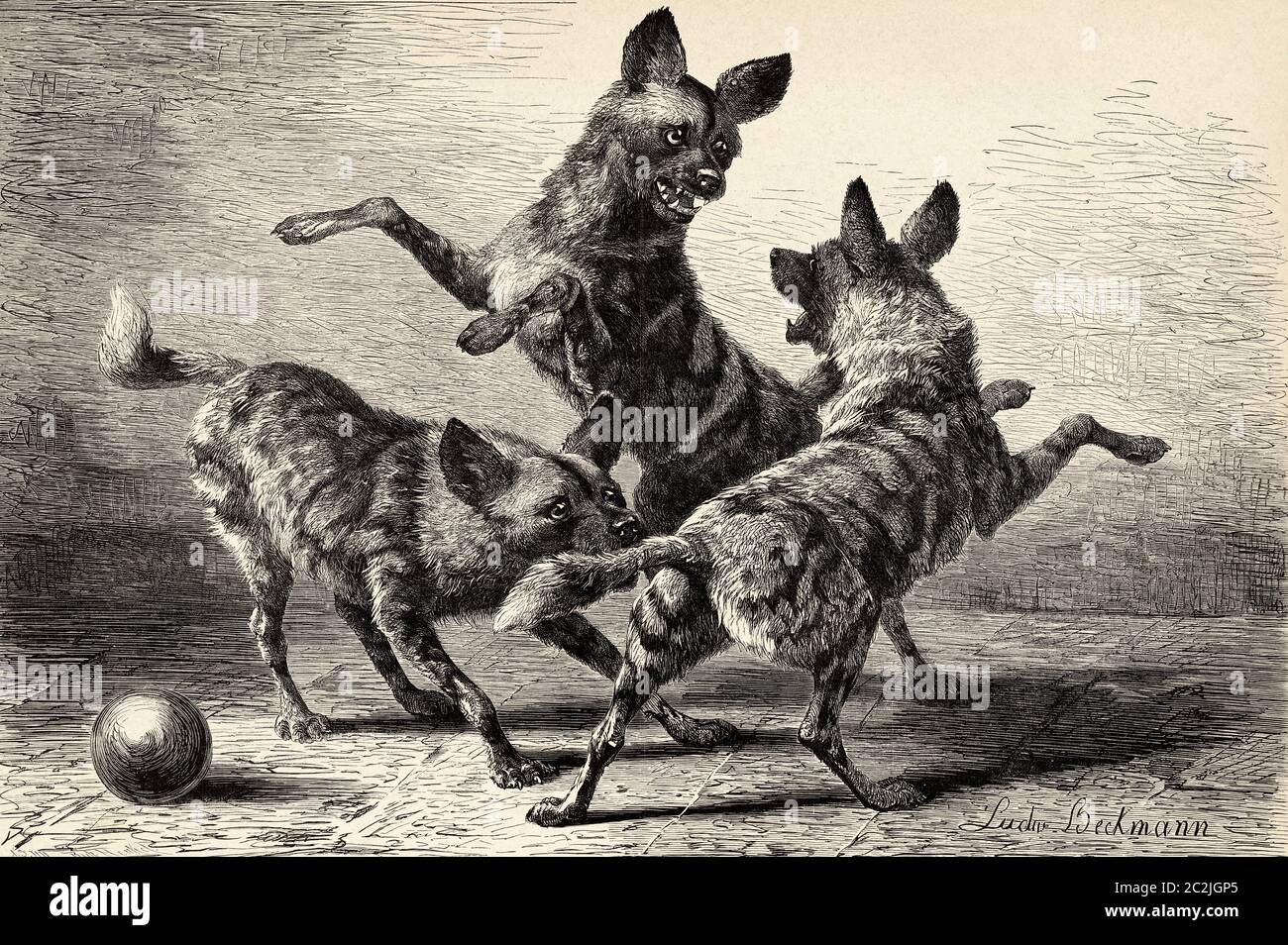 Hyenas in the Zoo of Cologne City, Germany, Europe. Old 19th century ...