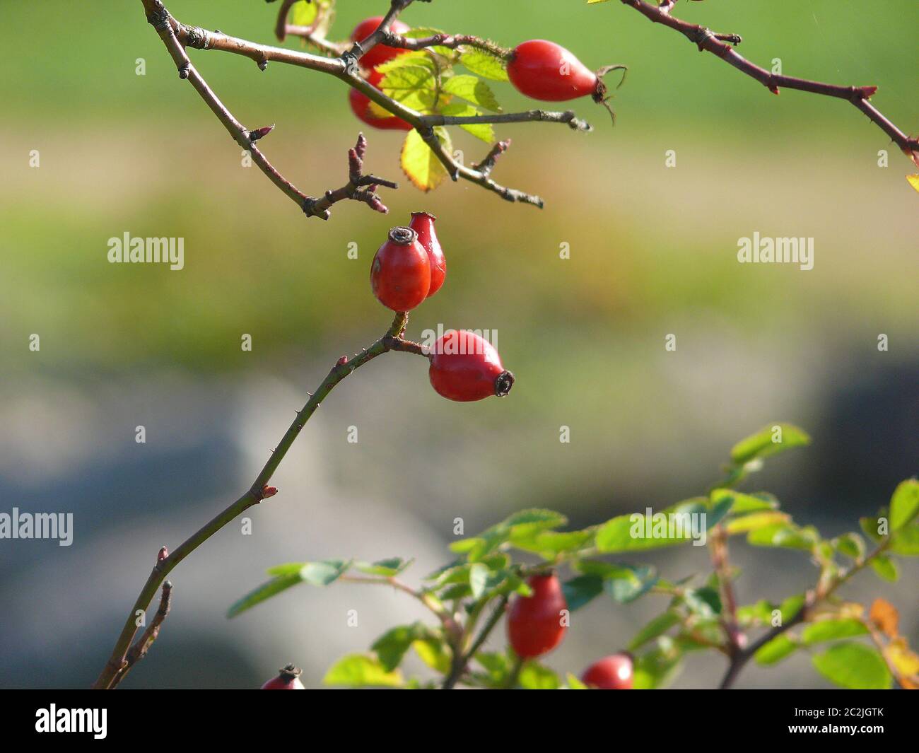 Rosehip plant hi-res stock photography and images - Alamy