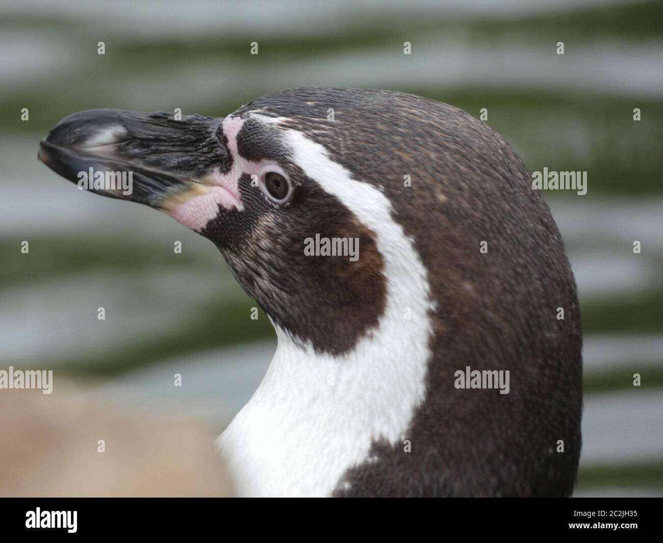 Head penguin hi-res stock photography and images - Alamy