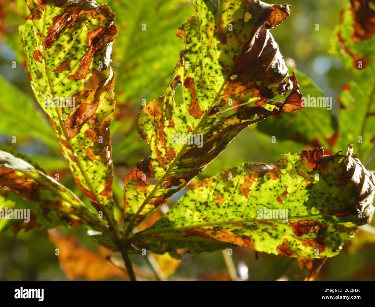 Wilting leaves of the horse chestnut in the back light 4 Stock Photo ...