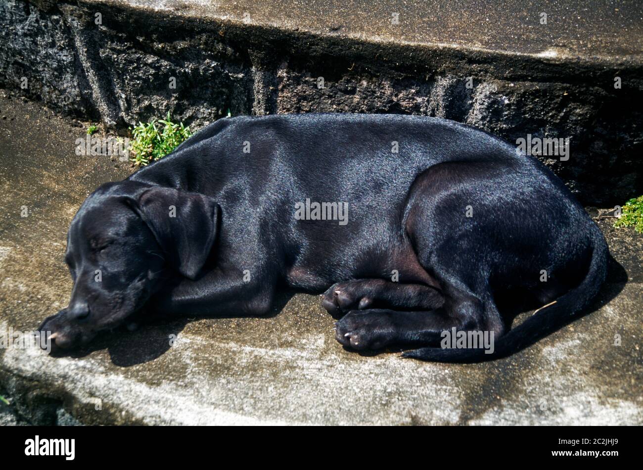 Sleeping Black Lab Puppies