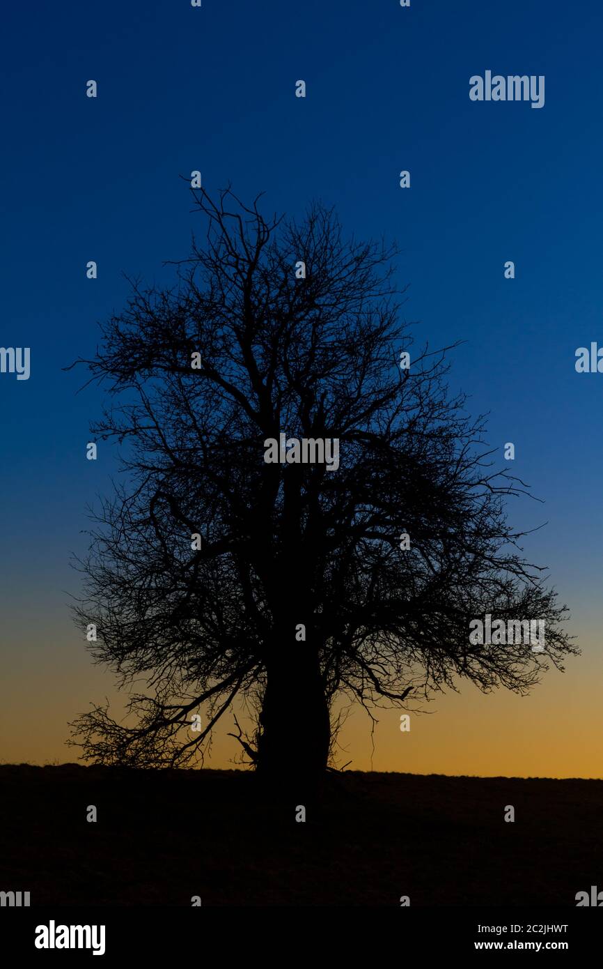 single standing tree against night sky Stock Photo - Alamy