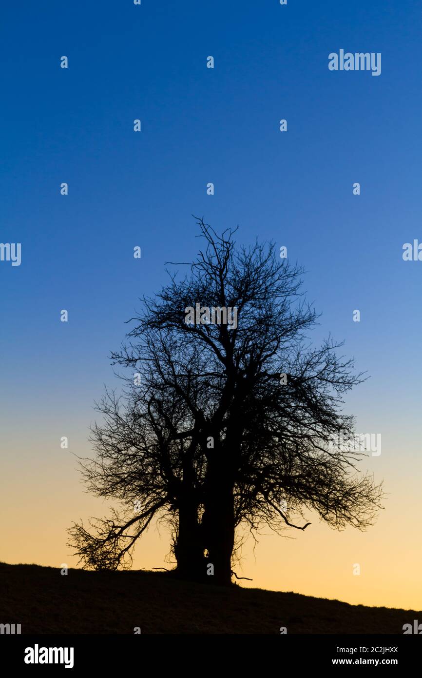 single standing tree against night sky Stock Photo - Alamy