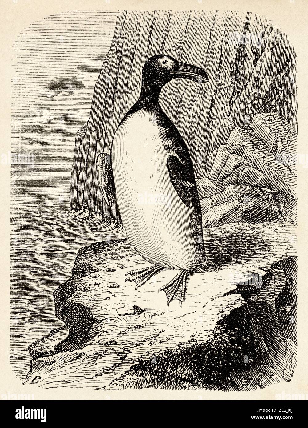 Great auk extinct hi-res stock photography and images - Alamy