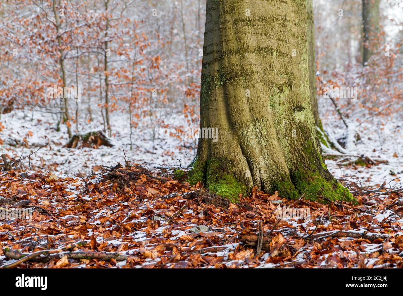 Old beech trunk hi-res stock photography and images - Alamy
