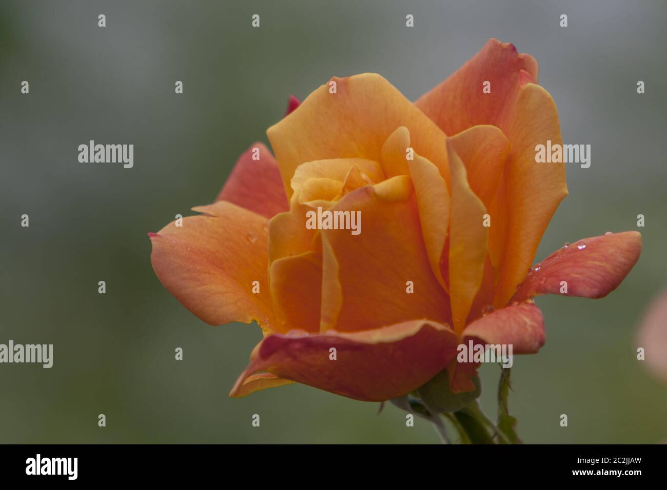 Rose rosa sp hi-res stock photography and images - Alamy